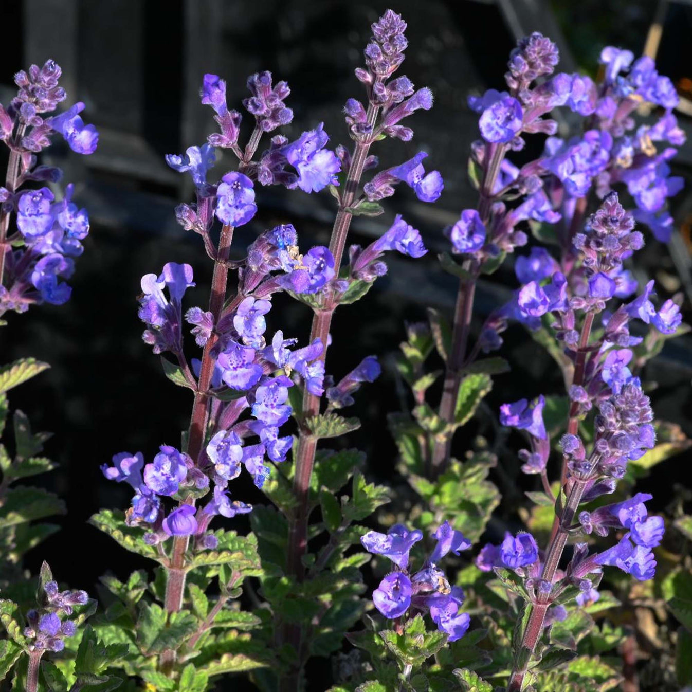 Nepeta 'Purrsian Blue' | Garden Catmint – Gardeners Dream