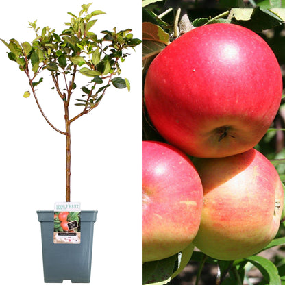 Apple 'Discovery' Patio Tree | Apple Tree – Gardeners Dream