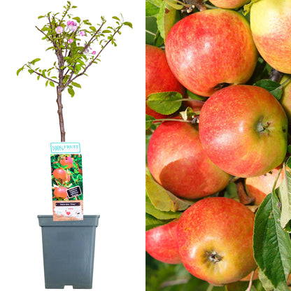 Apple 'Elstar' Patio Tree | Apple Tree – Gardeners Dream