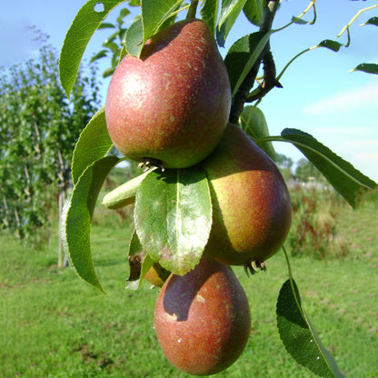 Pear 'Doyenné du Comice' Patio Tree | Pear Tree – Gardeners Dream