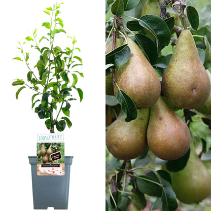 Pear 'Doyenné du Comice' Patio Tree | Pear Tree – Gardeners Dream