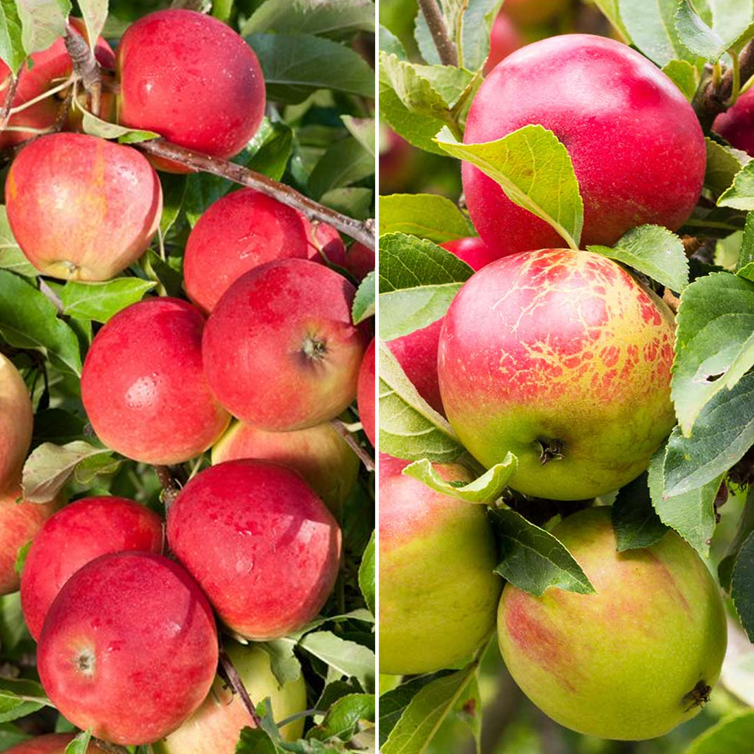 Apple Duo Patio Tree | Apple Tree – Gardeners Dream