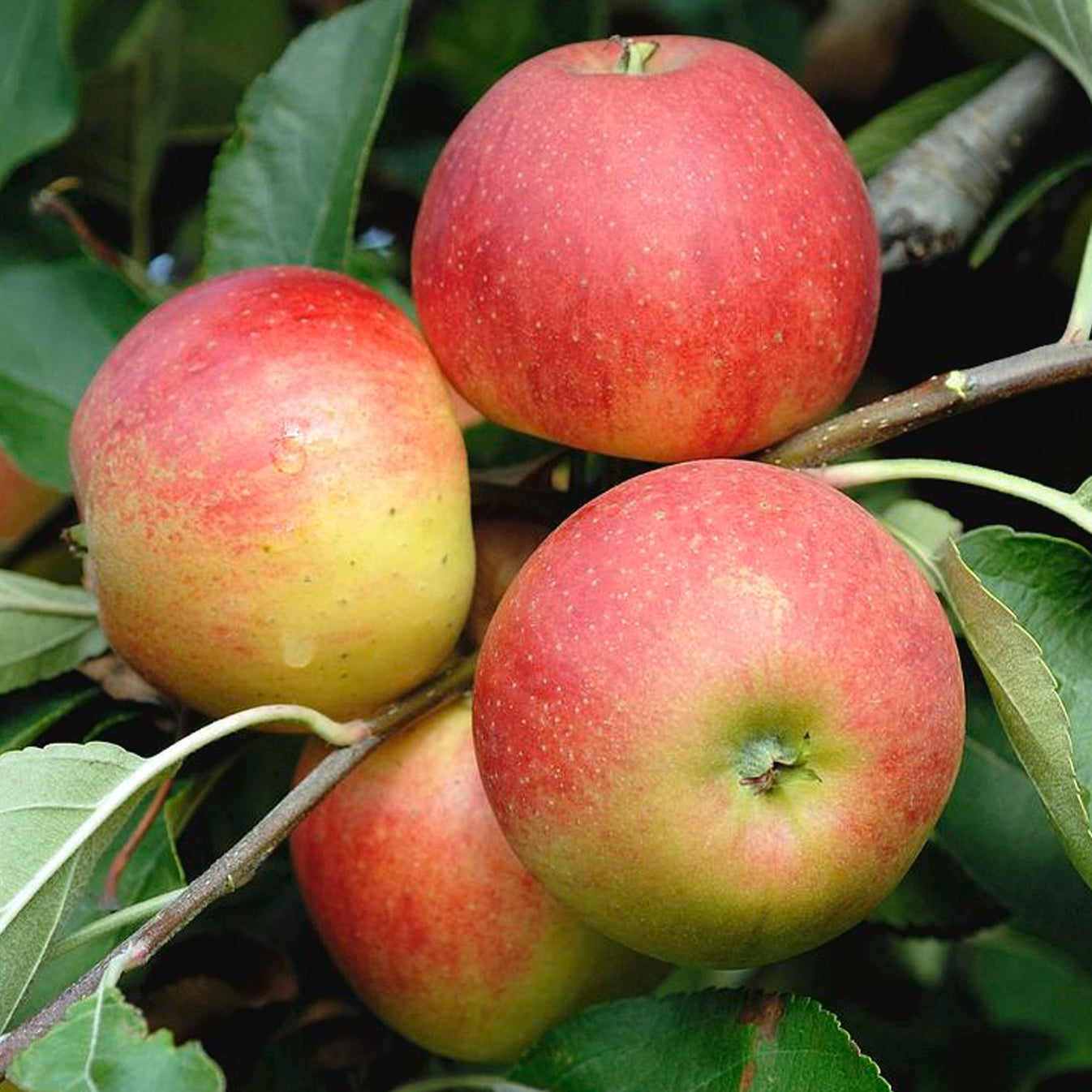 Apple Duo Patio Tree | Apple Tree – Gardeners Dream