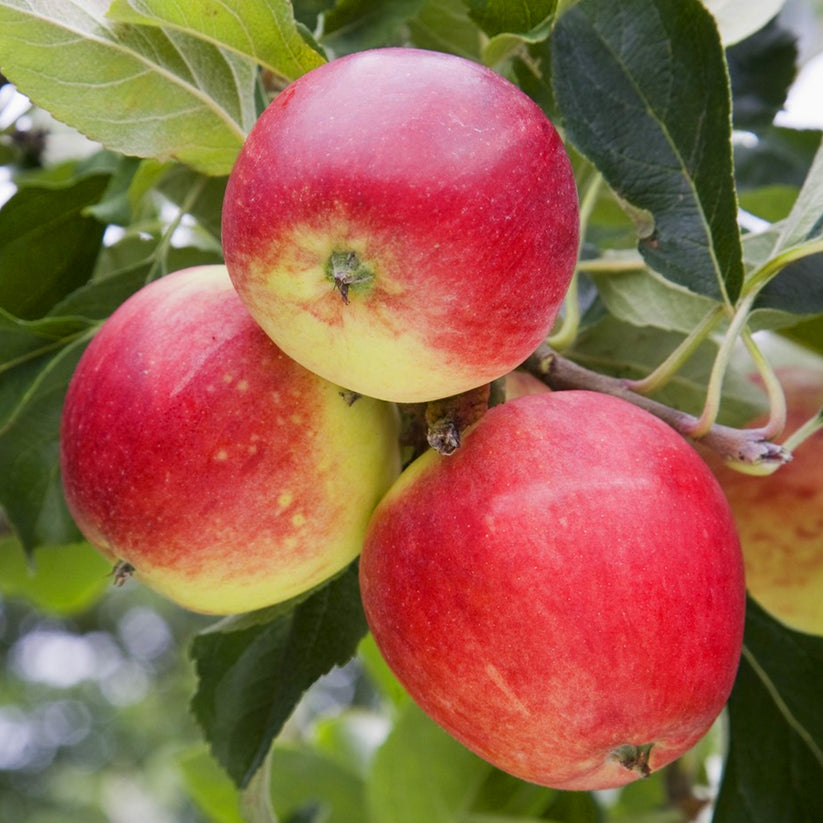 Apple Duo Patio Tree | Apple Tree – Gardeners Dream