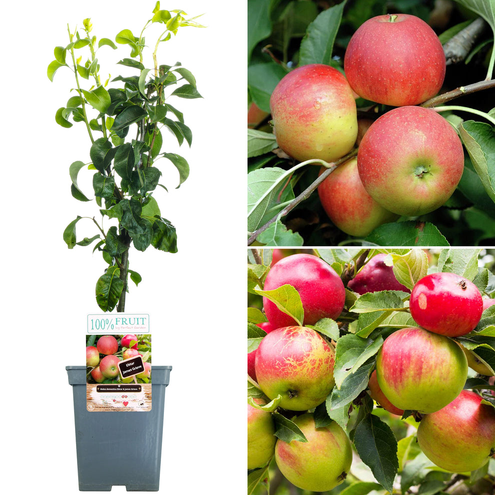 Apple Duo Patio Tree | Apple Tree – Gardeners Dream