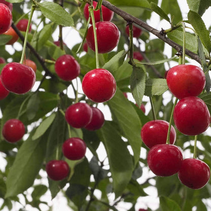 Cherry 'Morello' Patio Tree | Cherry Tree – Gardeners Dream