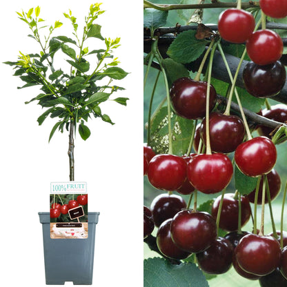 Cherry 'Morello' Patio Tree | Cherry Tree – Gardeners Dream