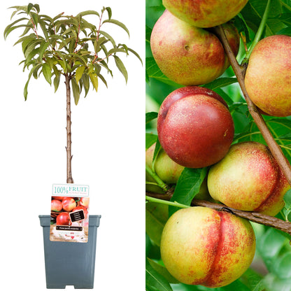 Nectarine nucipersica Patio Tree | Nectarine Tree – Gardeners Dream