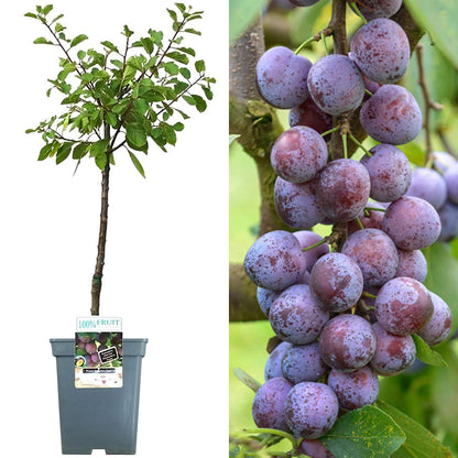 Plum 'Opal' Patio Tree | Plum Tree – Gardeners Dream