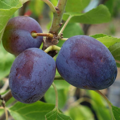Plum 'Opal' Patio Tree | Plum Tree – Gardeners Dream