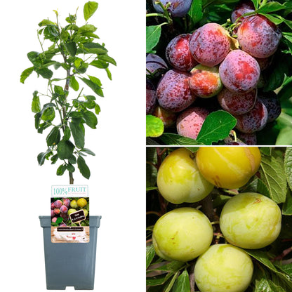 Duo Plum Patio Tree | Plum Tree – Gardeners Dream