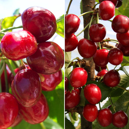 Cherry Duo Patio Tree | Cherry Tree – Gardeners Dream