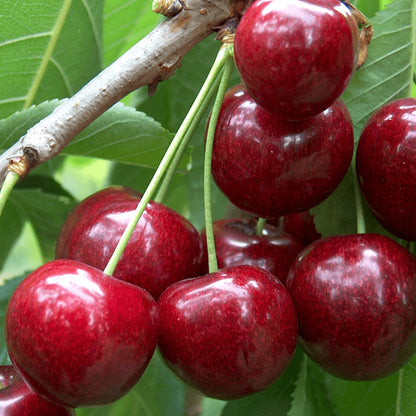 Cherry Duo Patio Tree | Cherry Tree – Gardeners Dream