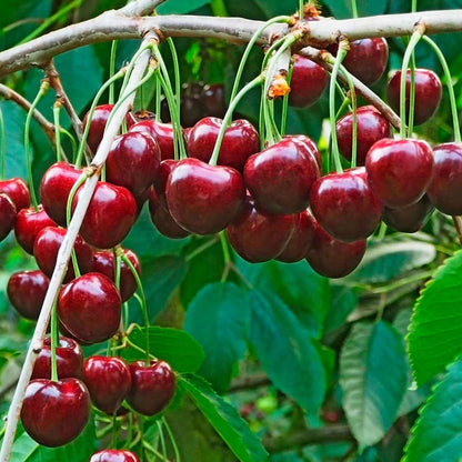 Cherry Duo Patio Tree | Cherry Tree – Gardeners Dream