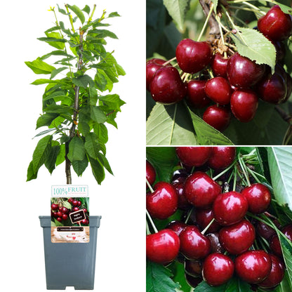 Cherry Duo Patio Tree | Cherry Tree – Gardeners Dream