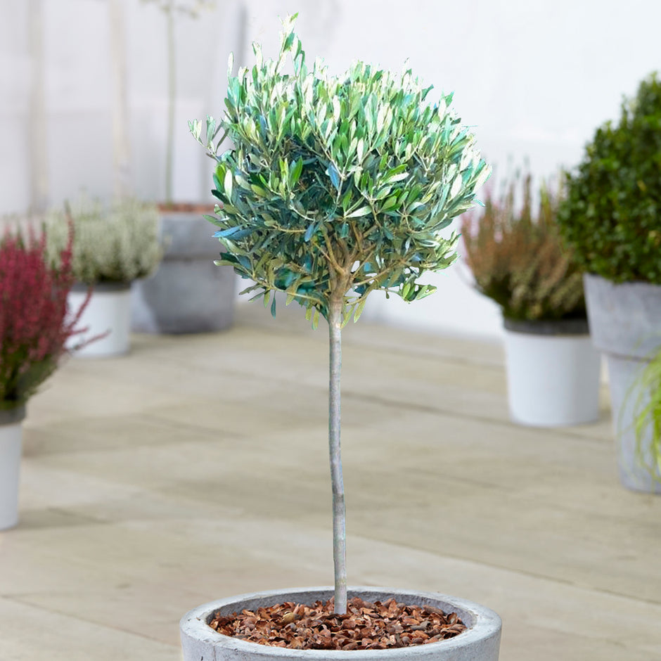 Salix 'Mount Aso' | Japanese Pink Pussy Willow Tree – Gardeners Dream