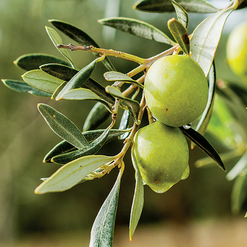 Olea europaea Patio Tree | Olive Tree – Gardeners Dream
