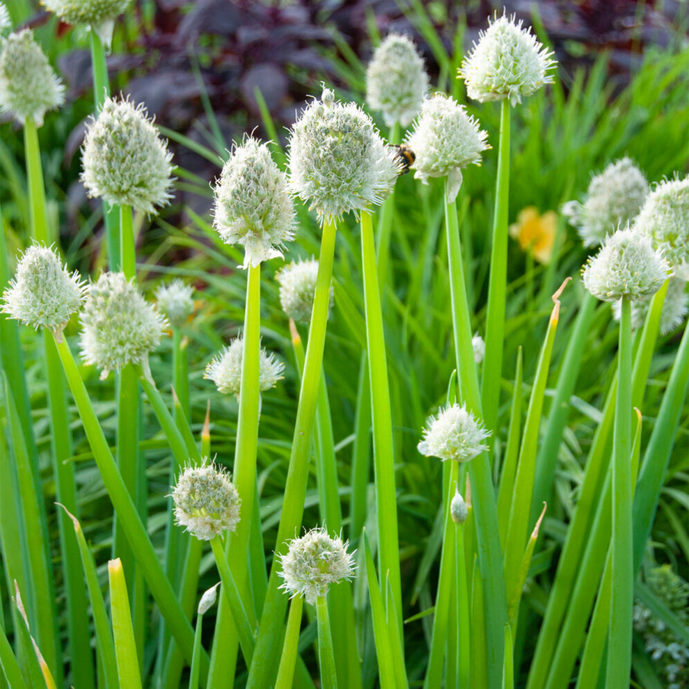 Onion Welsh | Welsh Onion – Gardeners Dream