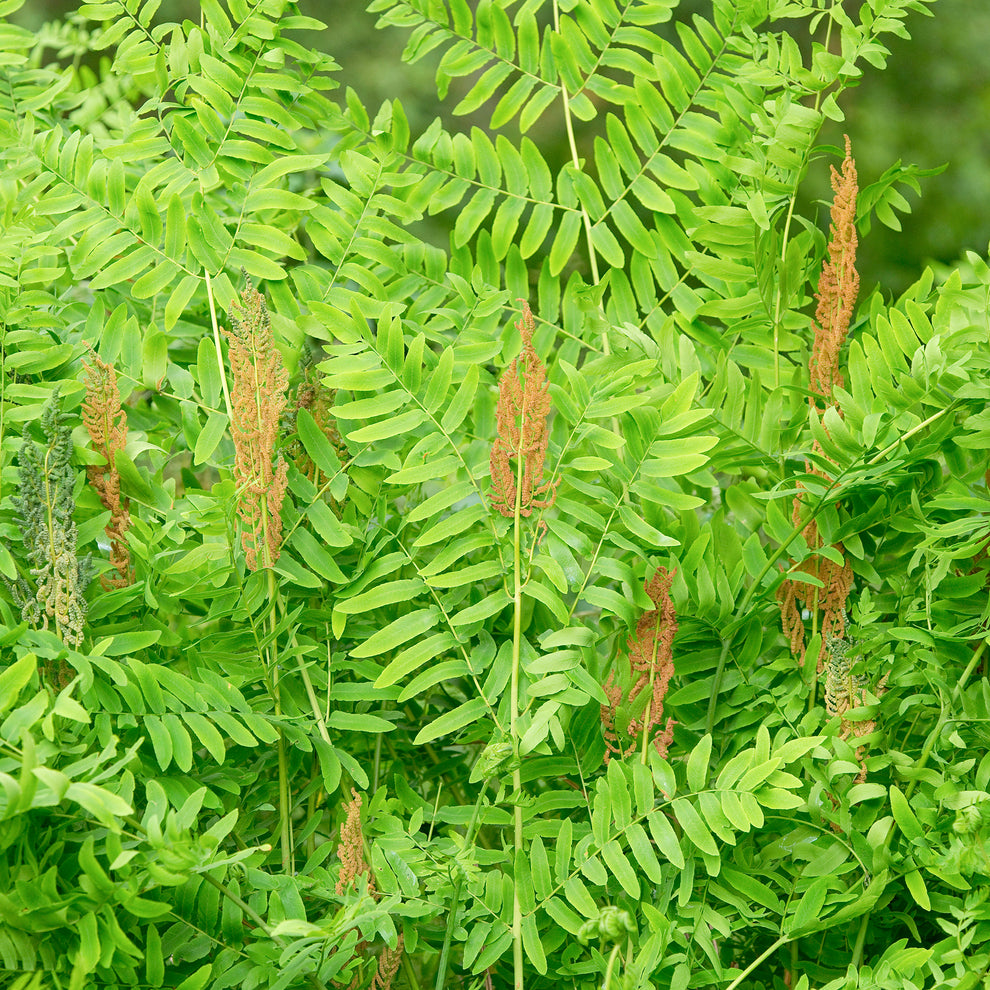 Osmunda regalis | Royal Fern – Gardeners Dream