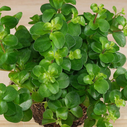 Peperomia rotundifolia | Trailing Jade Plant – Gardeners Dream