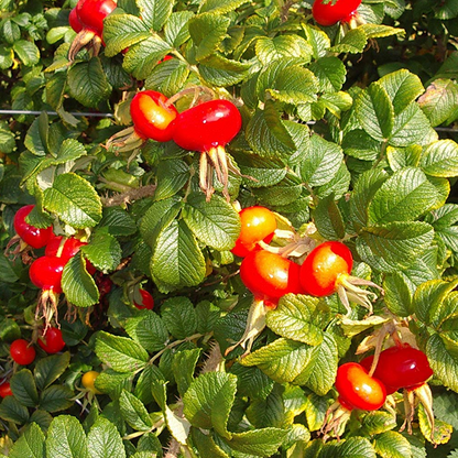Pink Ramanus Rose Bare Root Hedge | Hedge Rose – Gardeners Dream