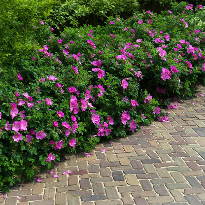 Pink Ramanus Rose Bare Root Hedge | Hedge Rose – Gardeners Dream