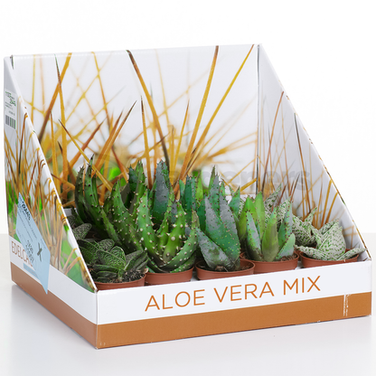 Aloe Vera Mix | Aloe Vera – Gardeners Dream