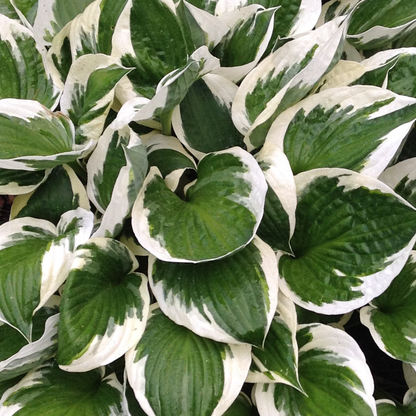 Hosta 'Minute Man' | Plantain Lily – Gardeners Dream