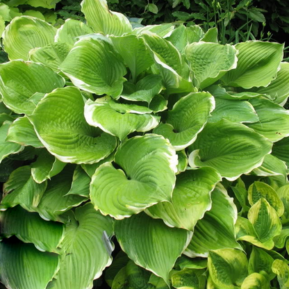 Hosta 'Winter Snow' | Plantain Lily – Gardeners Dream