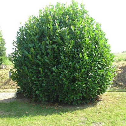 Cherry Laurel Hedge | Common Laurel – Gardeners Dream