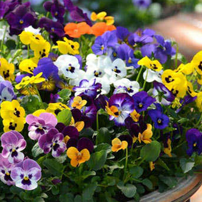 Pansy Autumn Select Mixed | Garden Pansy – Gardeners Dream