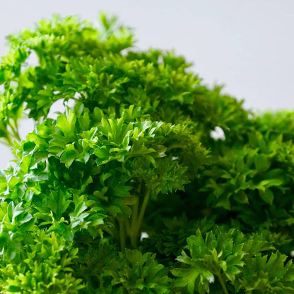 Parsley Curly Carry Pack | Parsley Curly – Gardeners Dream