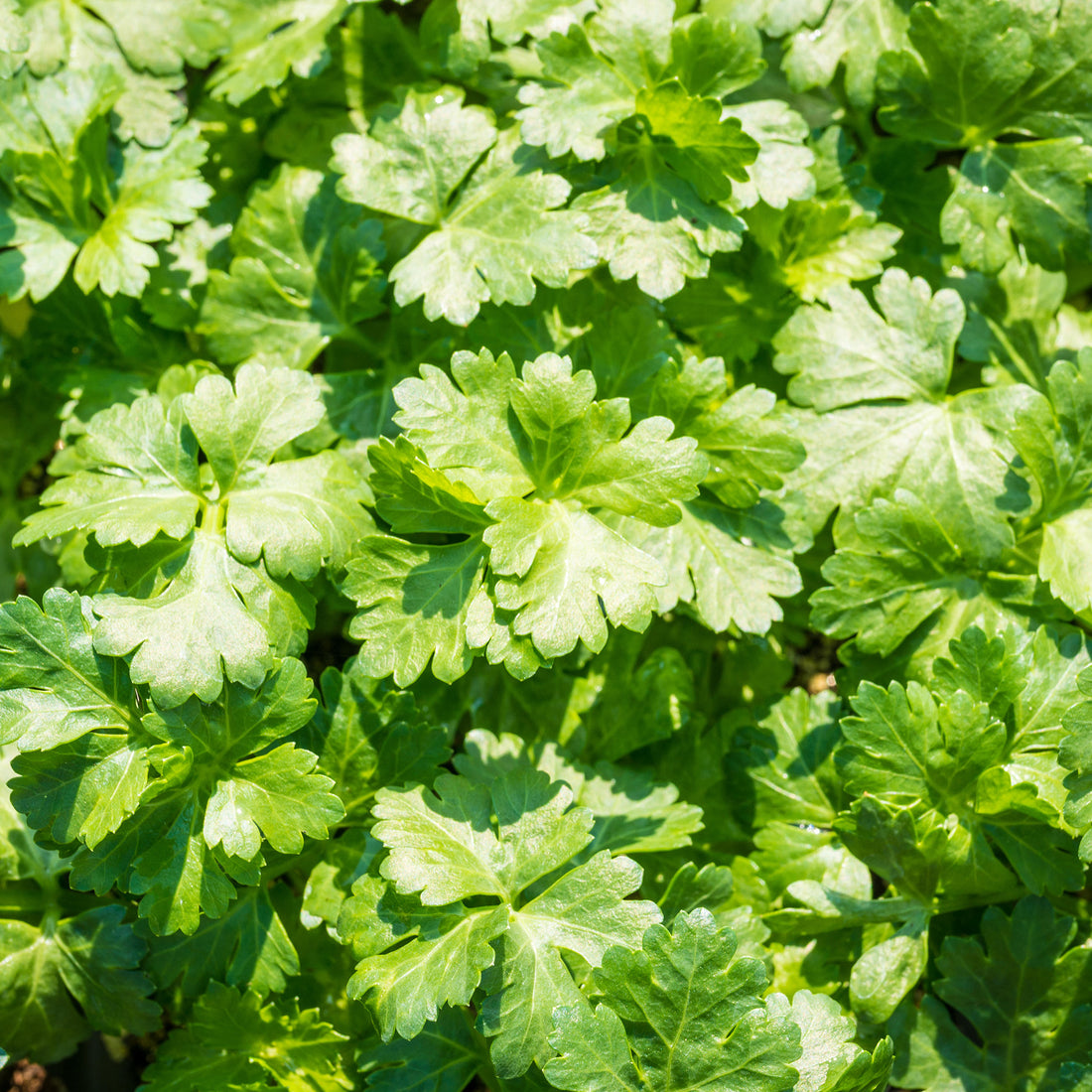 Parsley Flat Carry Pack | Parsley Flat – Gardeners Dream