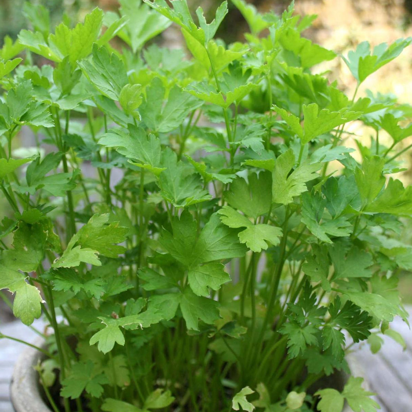 Parsley Flat Carry Pack | Parsley Flat – Gardeners Dream