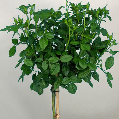 Pink Patio Rose | Rose Tree – Gardeners Dream