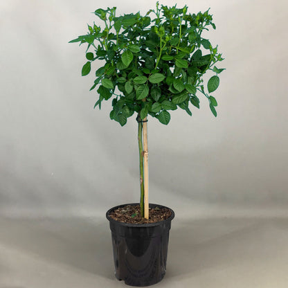 Pink Patio Rose | Rose Tree – Gardeners Dream