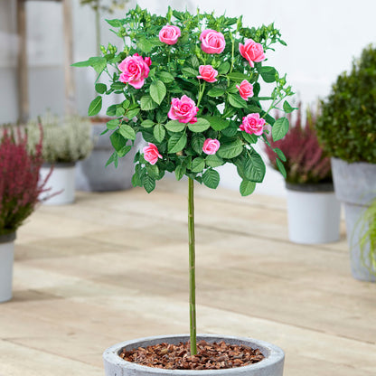 Pink Patio Rose | Rose Tree – Gardeners Dream