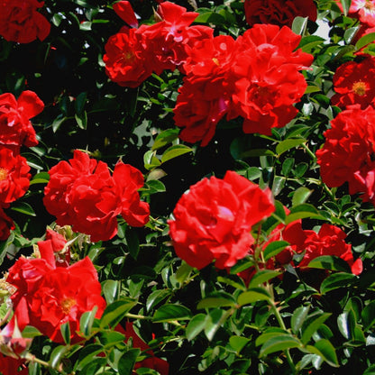 Red Patio Rose | Rose Tree – Gardeners Dream