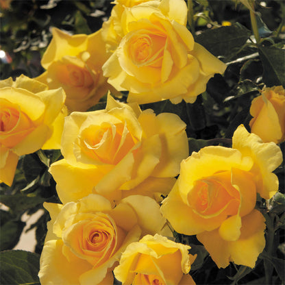 Yellow Patio Rose | Rose Tree – Gardeners Dream