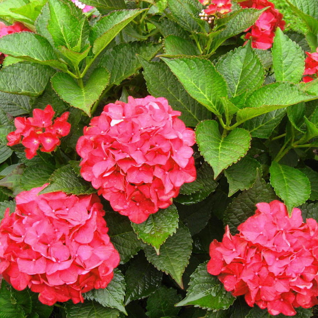 Red Hydrangea macrophylla Patio Tree | Lacecap Hydrangea Tree ...