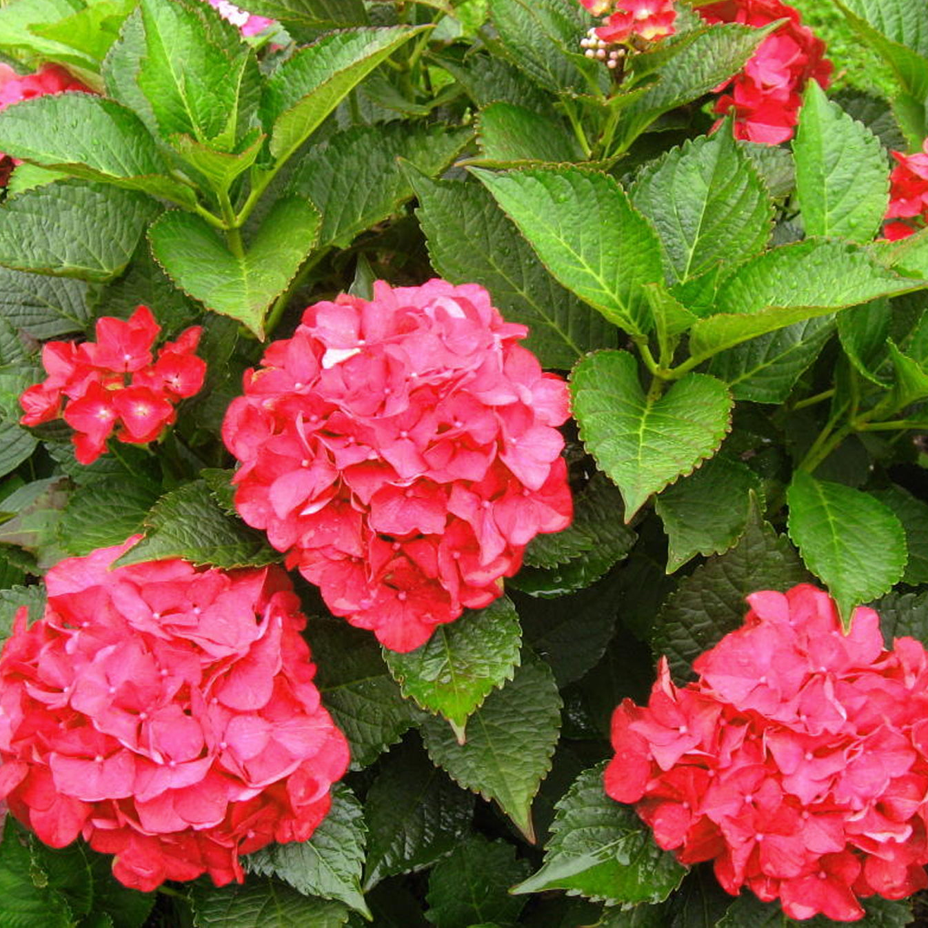 Red Hydrangea macrophylla Patio Tree | Lacecap Hydrangea Tree ...