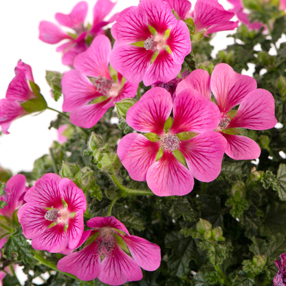 Anisodontea 'Elegans Princess' Patio Tree | Cape Mallow Tree ...