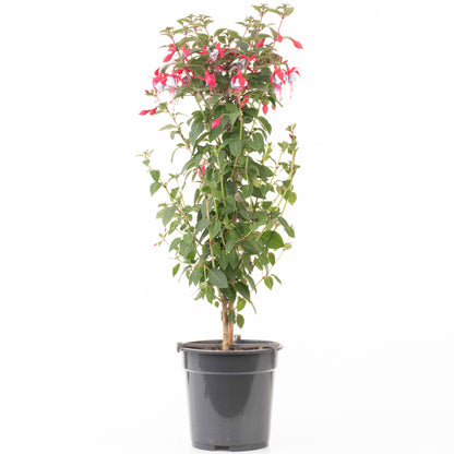 Fuchsia Patio Tree | Pink – Gardeners Dream