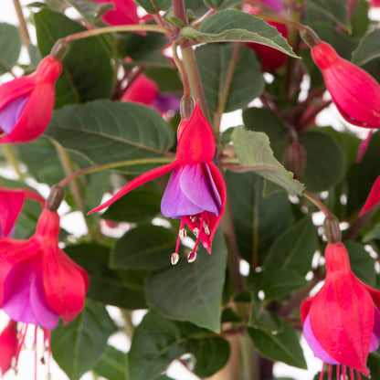 Fuchsia Patio Tree | Purple – Gardeners Dream