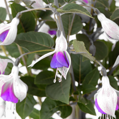 Fuchsia Patio Tree | White – Gardeners Dream