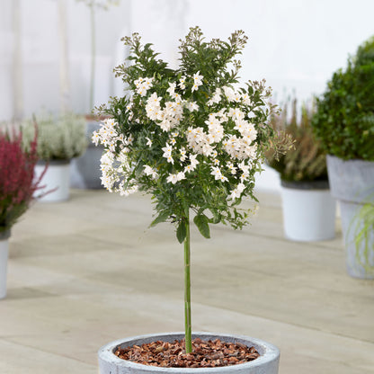 Solanum jasminoides Patio Tree | Potato Vine Tree – Gardeners Dream