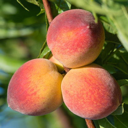 Peach 'Suncrest' | Peach Tree – Gardeners Dream