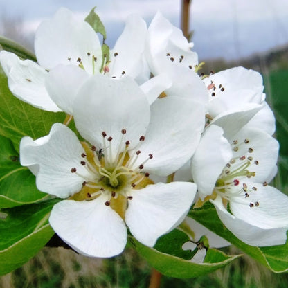 Pear 'Beth' | Pear Tree – Gardeners Dream