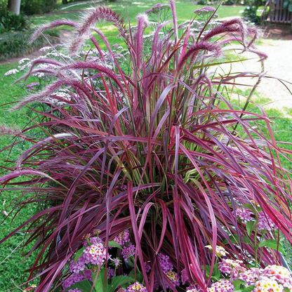 Pennisetum 'Fireworks' | Fountain Grass – Gardeners Dream