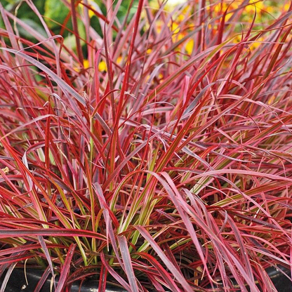 Pennisetum 'Fireworks' | Fountain Grass – Gardeners Dream